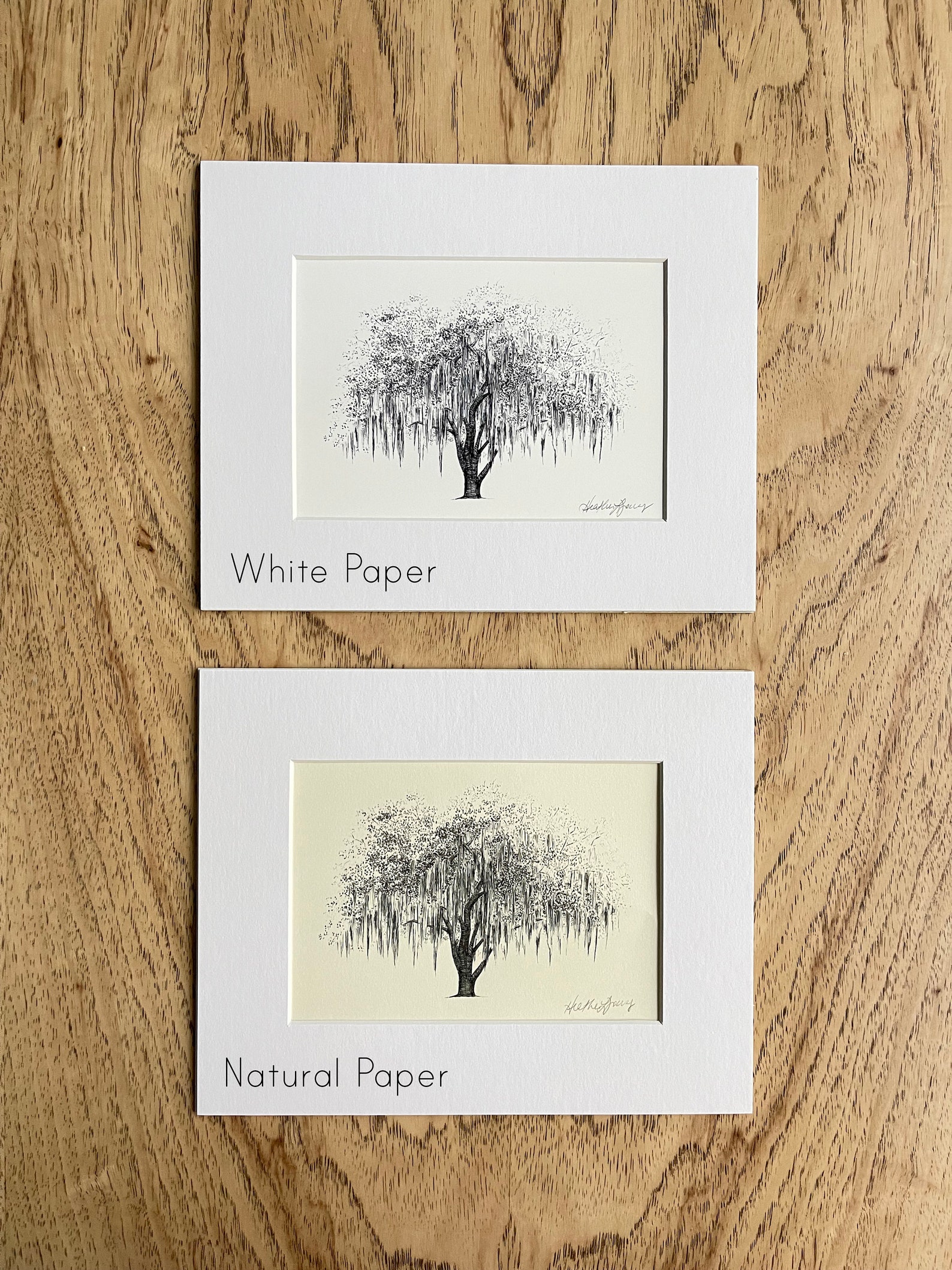 Honey Locust Tree Fine Art Print - Line Art - Technical Drawing ...