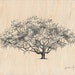 Collection of Oak Tree Prints Wood Wall Decor Technical Drawing Line ...