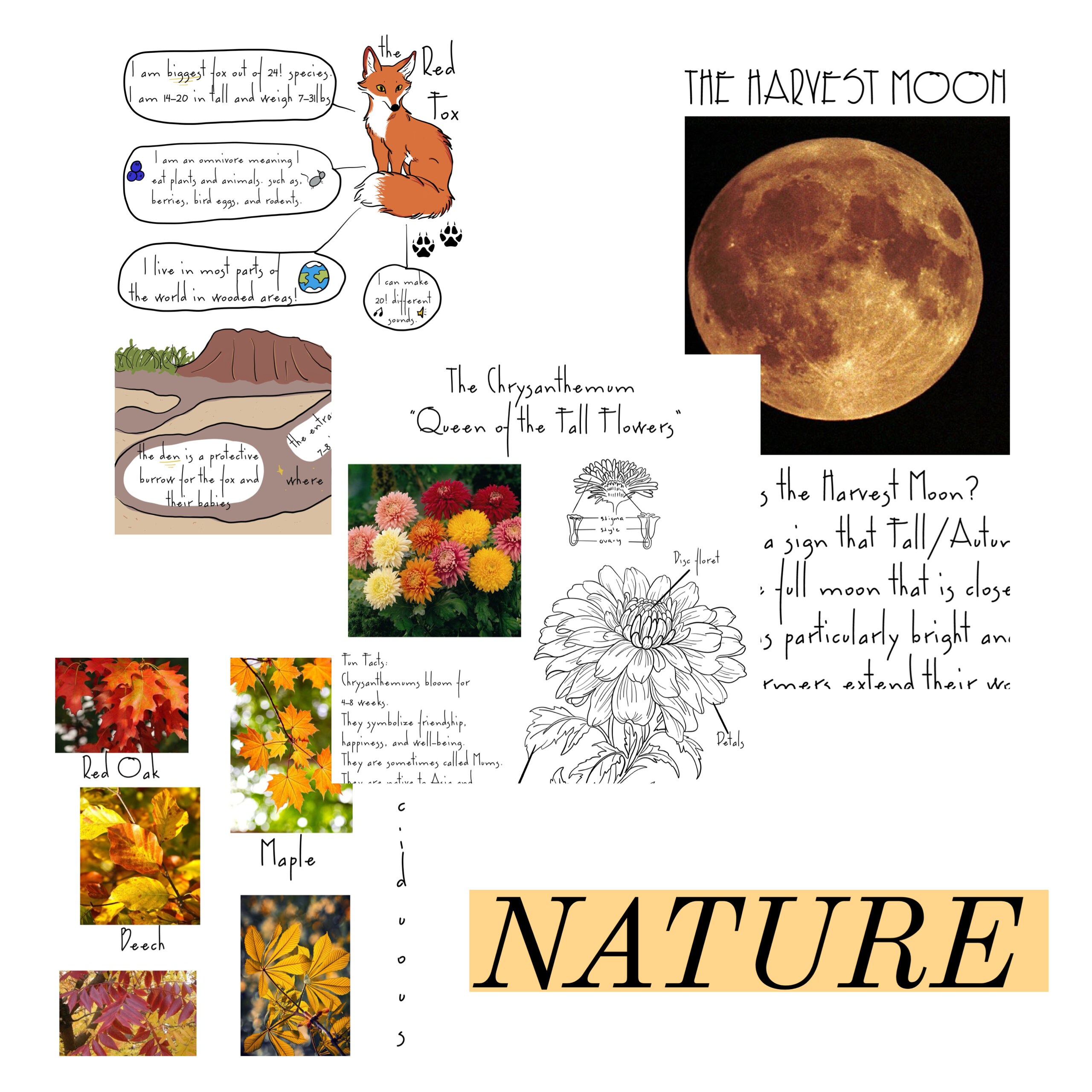 Fall/autumn Unit Study - Etsy