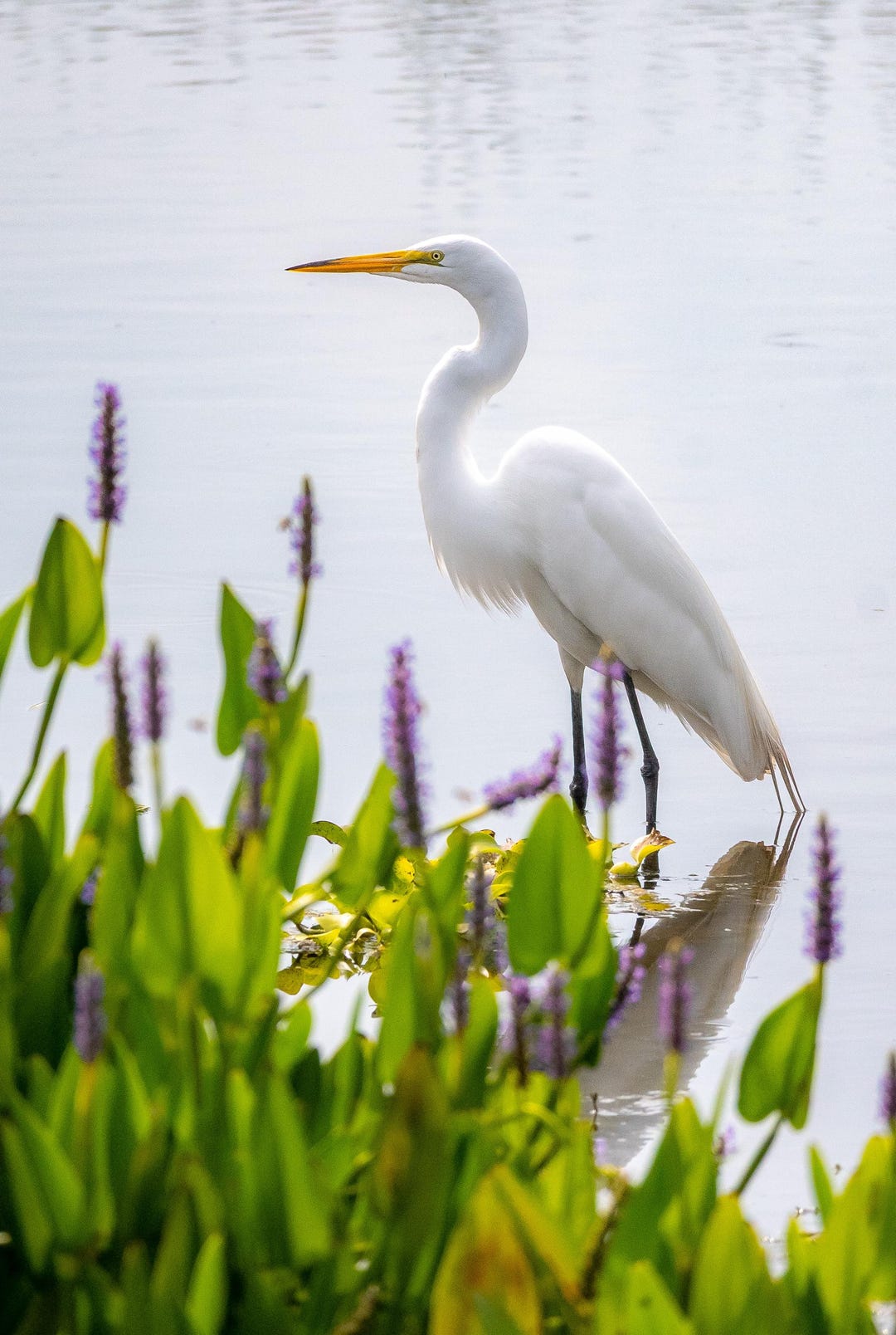 Great White Egret and Purple Foliage, Heron Print, Florida Bird Prints ...