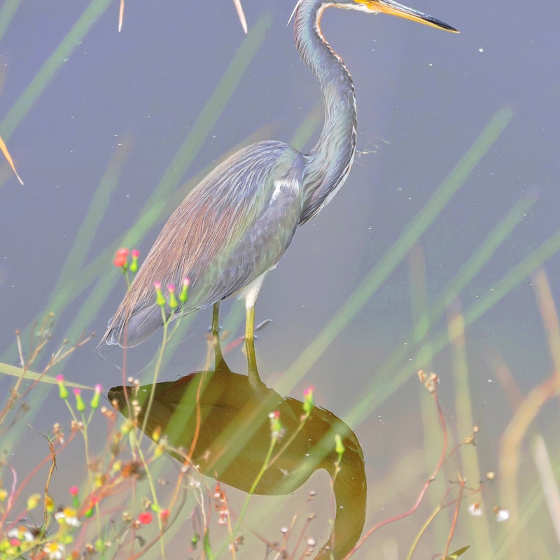 Florida Bird Art - Etsy