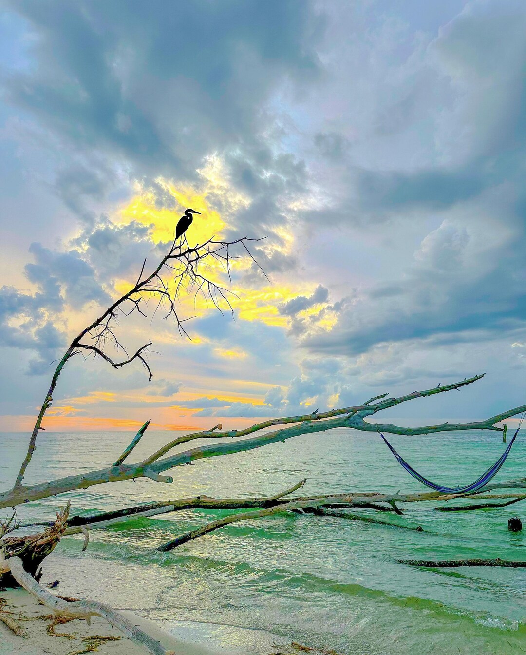 Blue Heron Silhouette in the Sunset, Anna Maria Island, Blue Heron ...