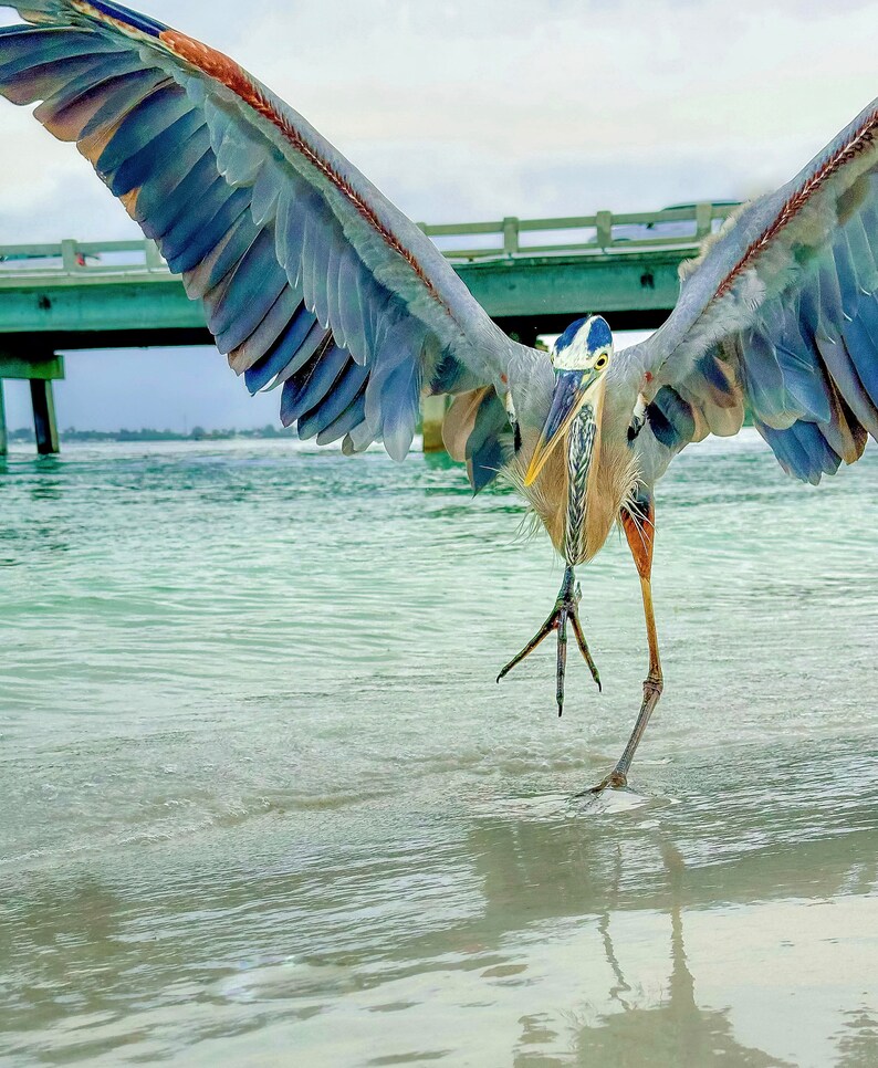 Wings of the Ocean, Anna Maria Island, Blue Heron Poster, Blue Heron ...