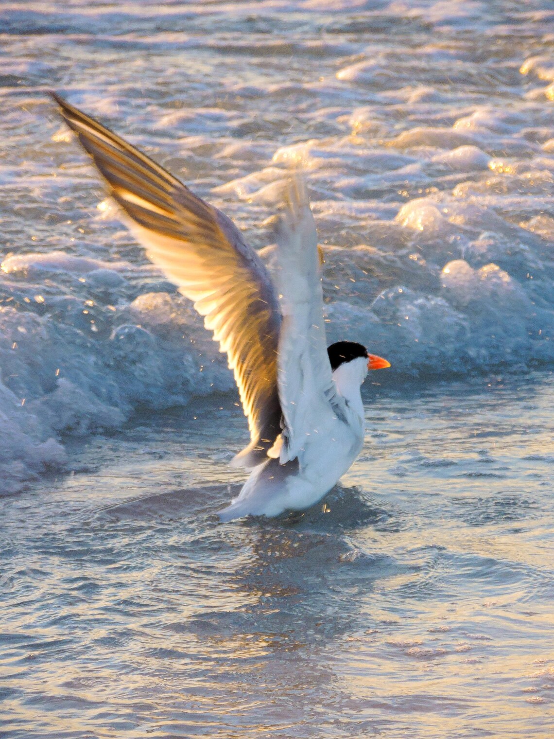Royal Tern Print: Anna Maria Island Beach Wall Art (digital Download ...