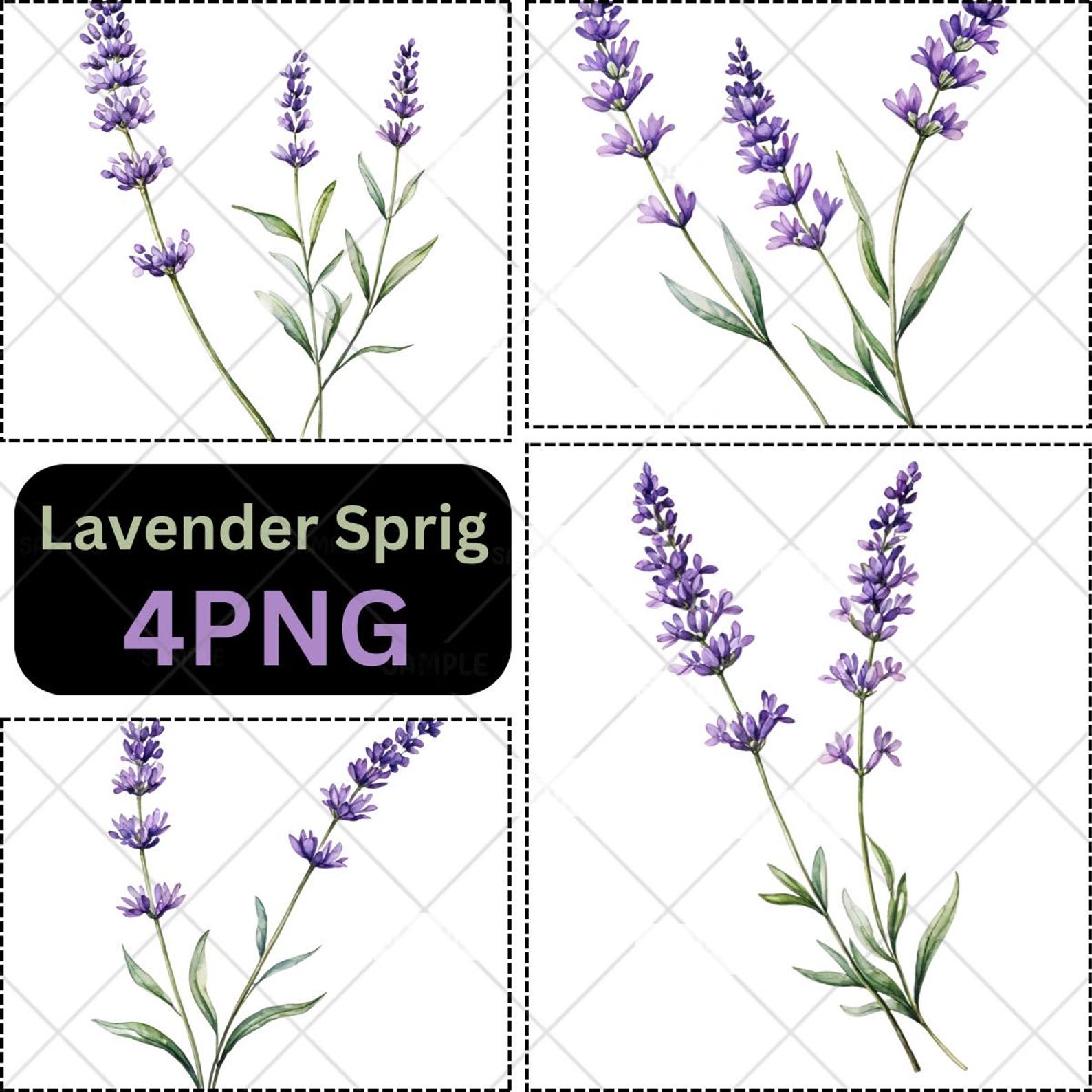 Watercolor Lavender Flower Sublimation Shirt Mug Designs Art Printable ...