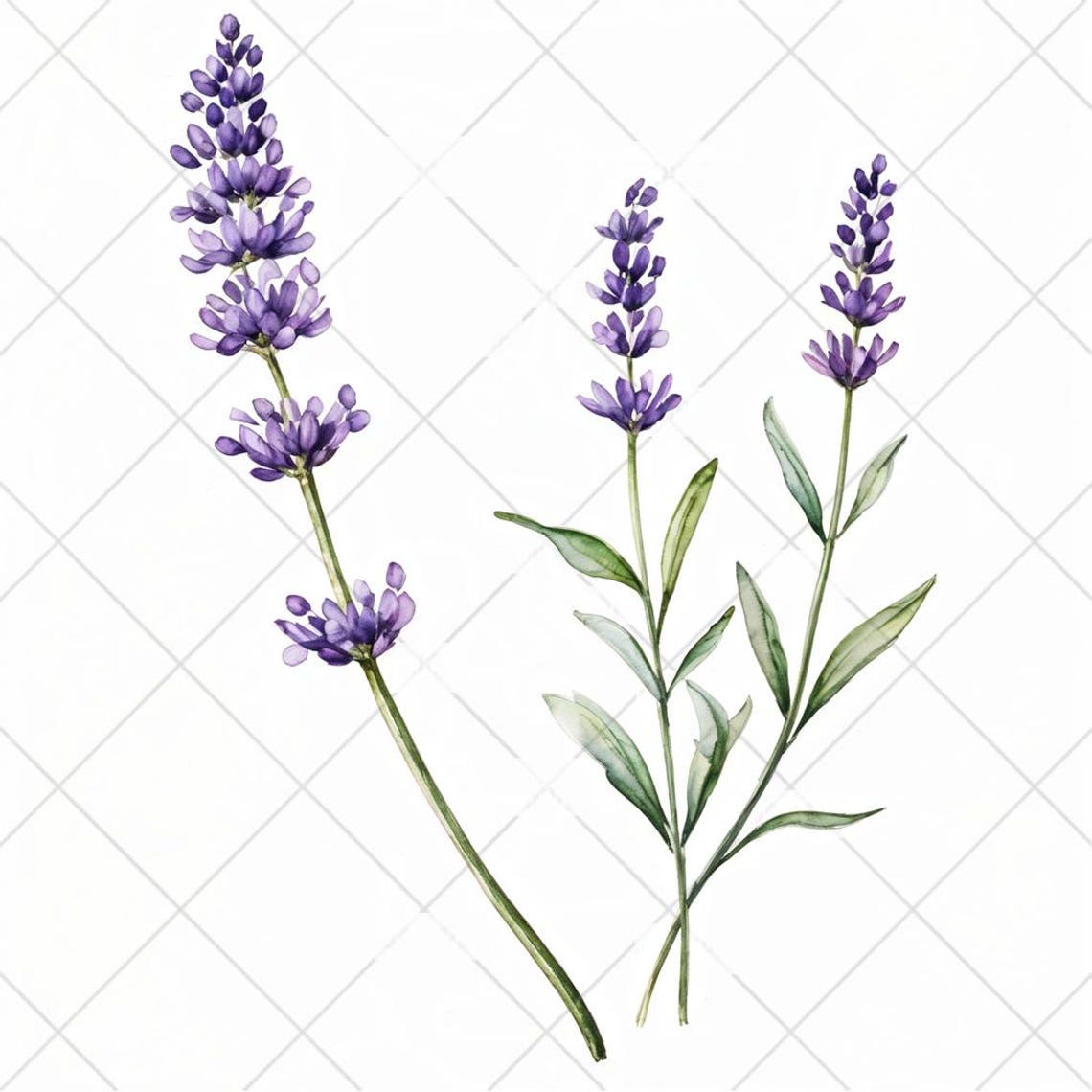 Watercolor Lavender Flower Sublimation Shirt Mug Designs Art Printable ...