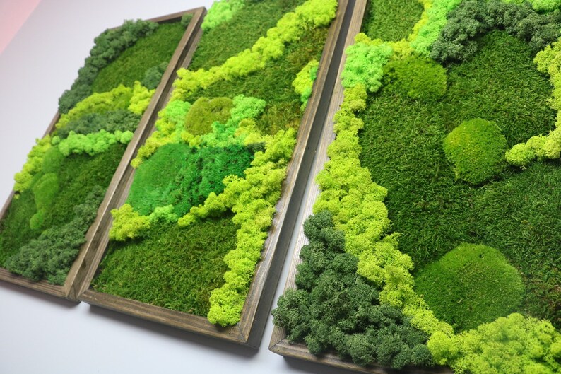 Premium Handmade Preserved Moss Wall Art – Zero Maintenance, Long ...