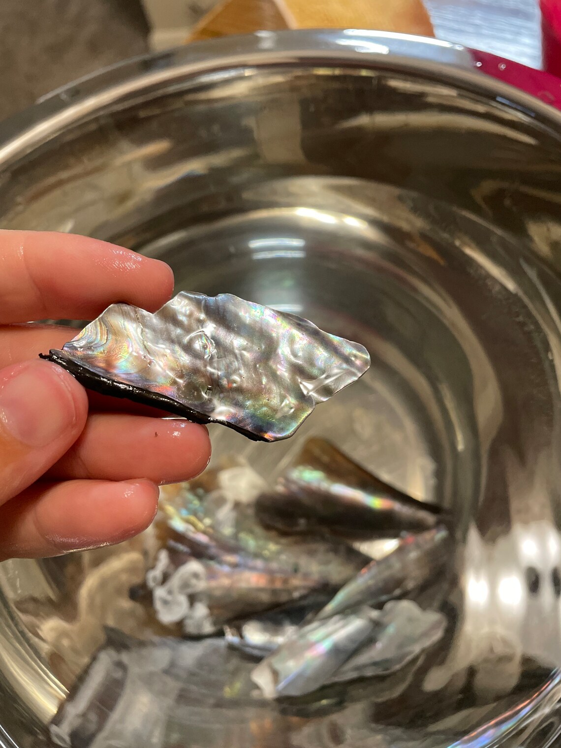 Pen Shells - Etsy