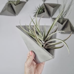 Triplant | Concrete Wall Flowerpot | Triangular Pot for Indoor Plants ...