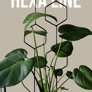 Hexa Line | 60cm | Black | Plant Trellis, Plant Support for Monstera ...