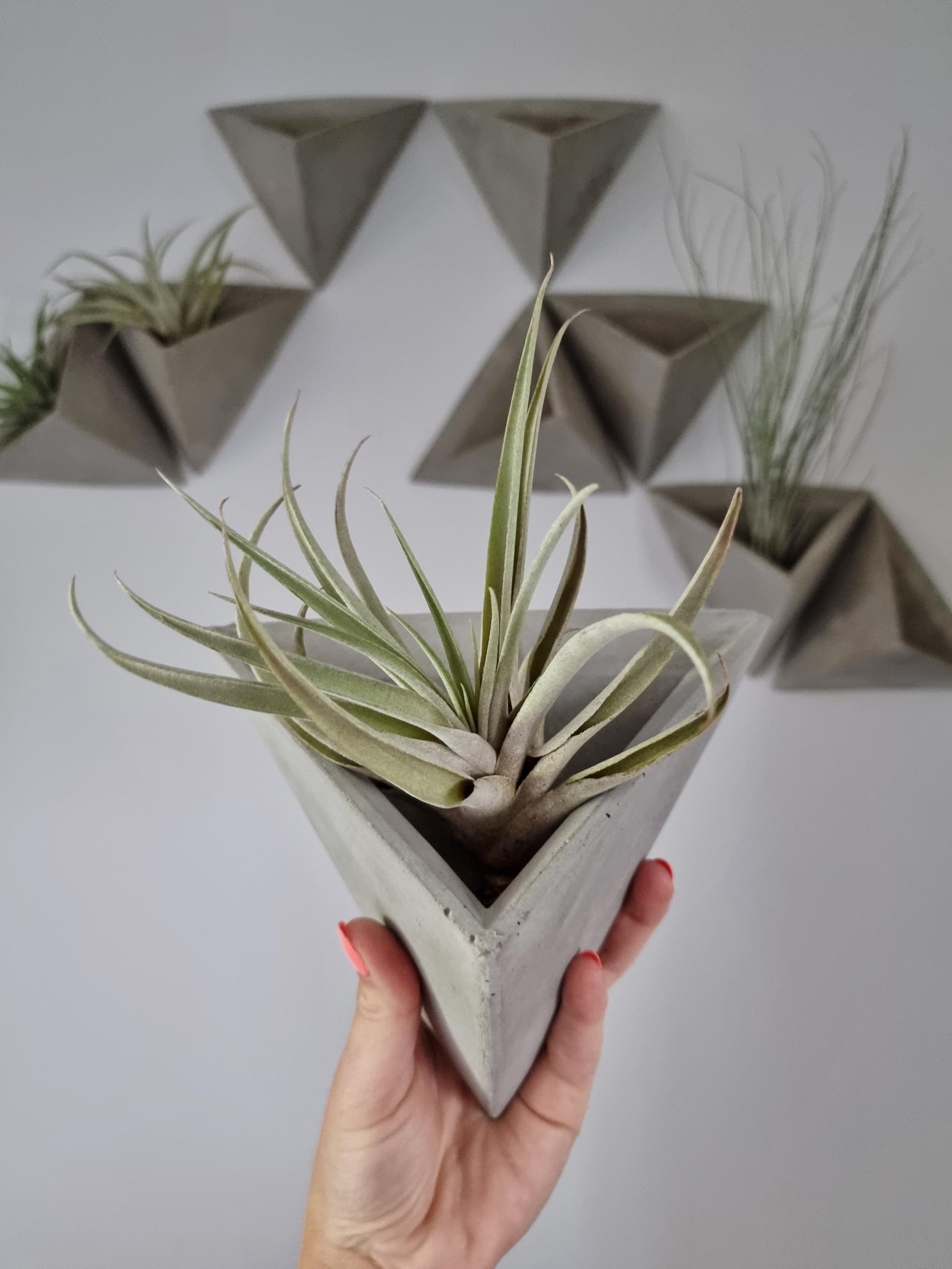 Triplant | Concrete Wall Flowerpot | Triangular Pot for Indoor Plants ...