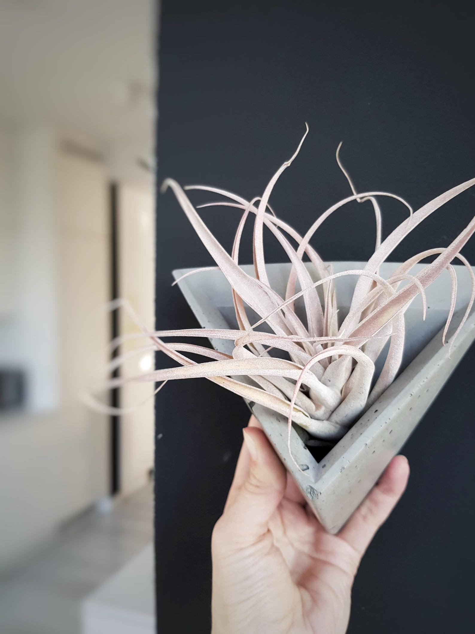 Triplant | Concrete Wall Flowerpot | Triangular Pot for Indoor Plants ...