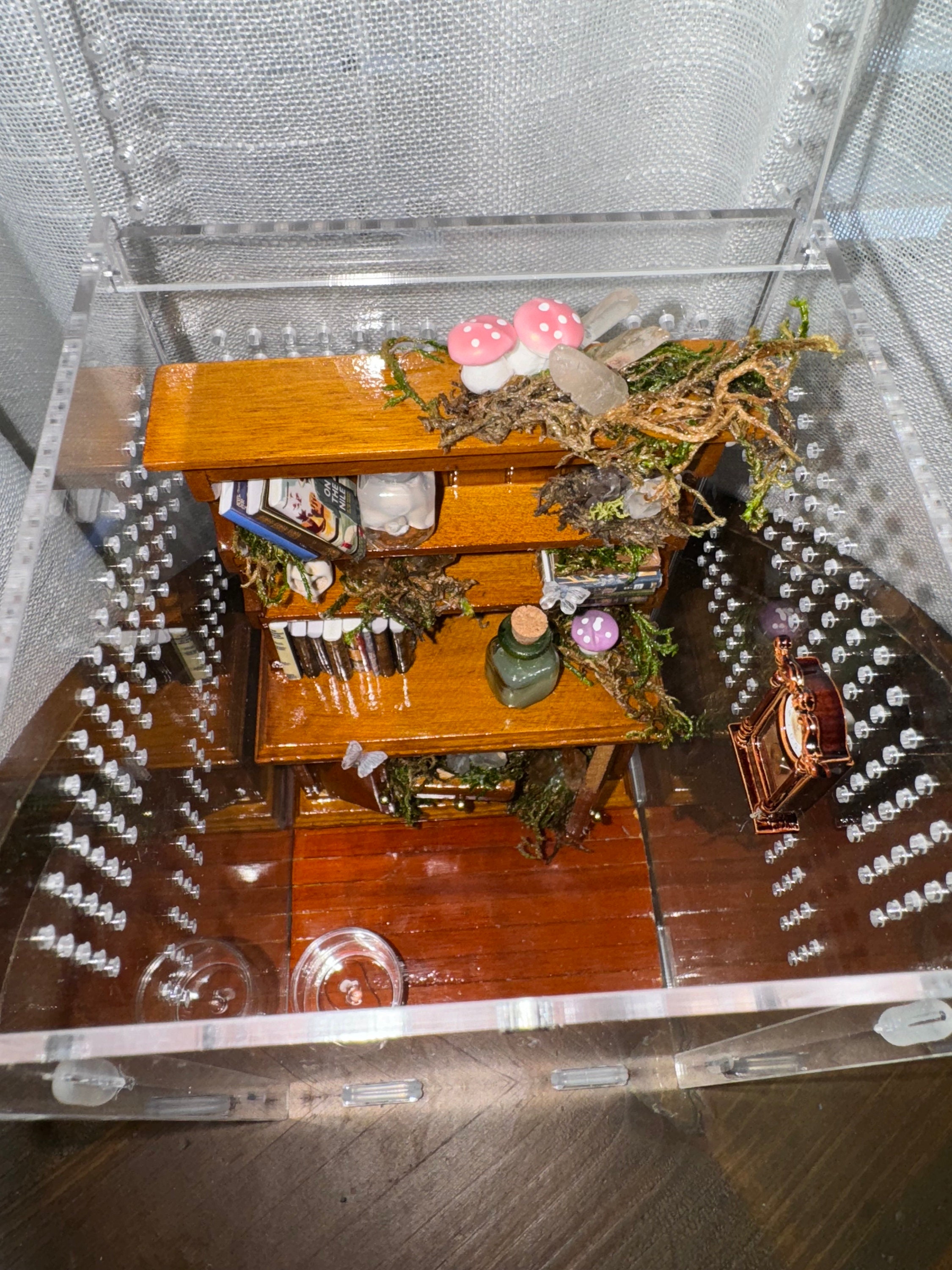 Spider Enclosure Enchanted Library - Etsy