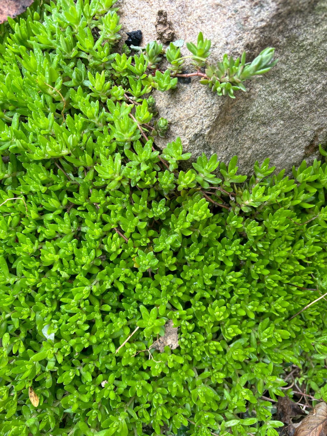 Sedum Live BOGO Plant SALE - 1 Gal. Creeping Sedum / ANGELINA - Best ...