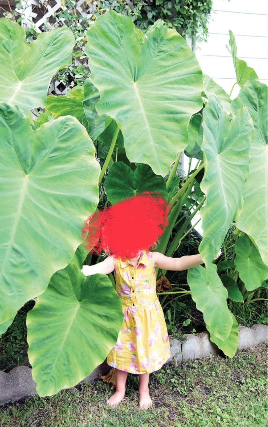 Jumbo Elephant Ear Bulbs - FREE SHIPPING (colocasia Gigantes) - Etsy