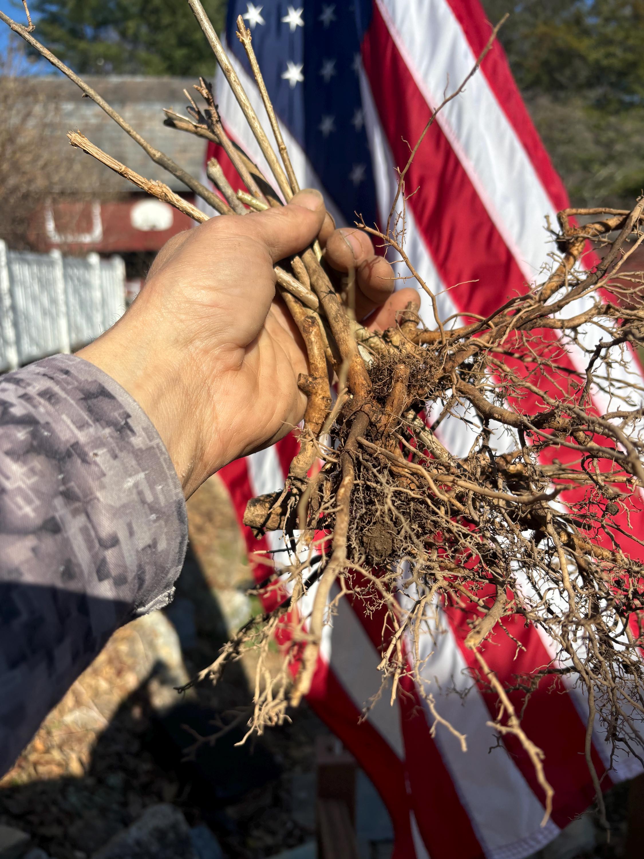 Buy One Get One FREE ! ! !everbearing Raspberry SALE ! Jumbo Amity ...