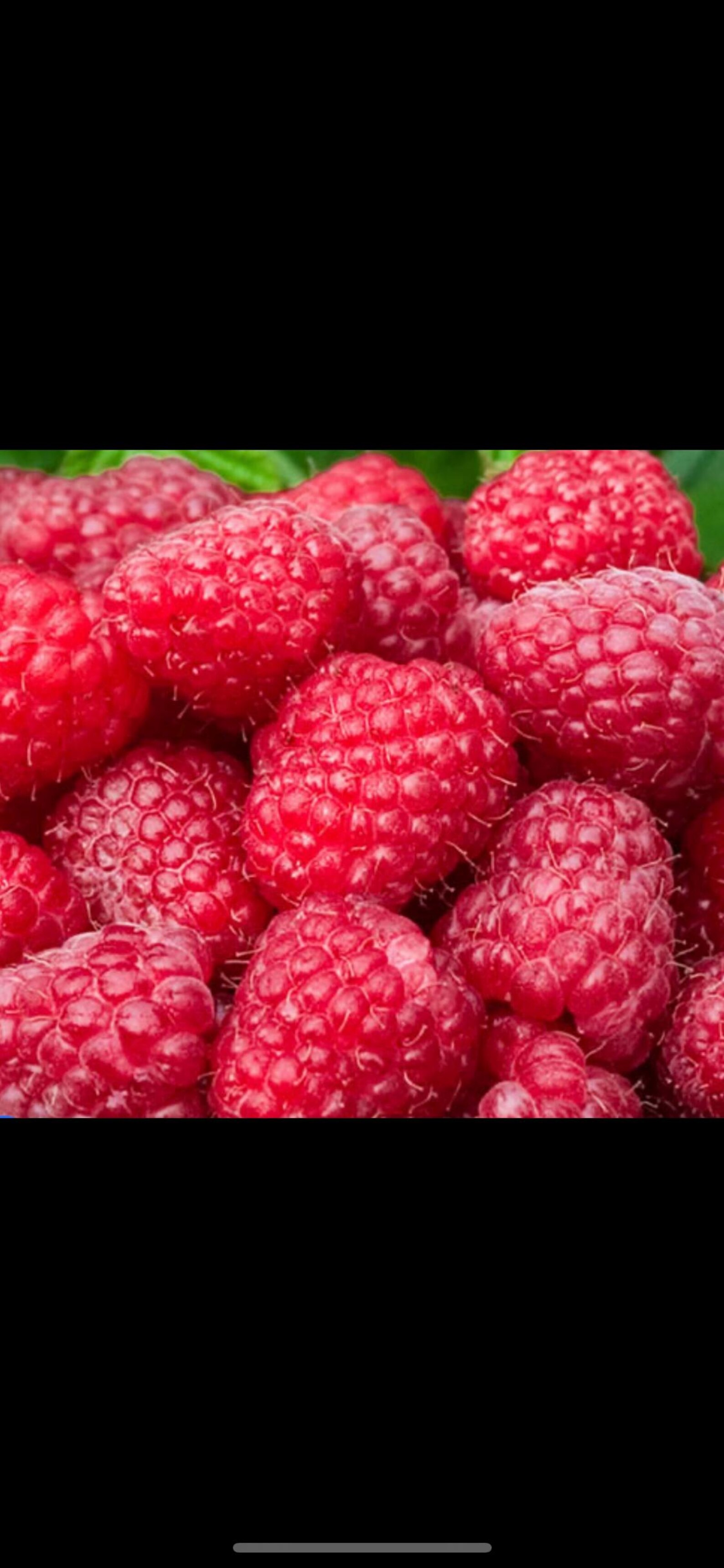 Buy One Get One FREE ! ! !everbearing Raspberry SALE ! Jumbo Amity ...