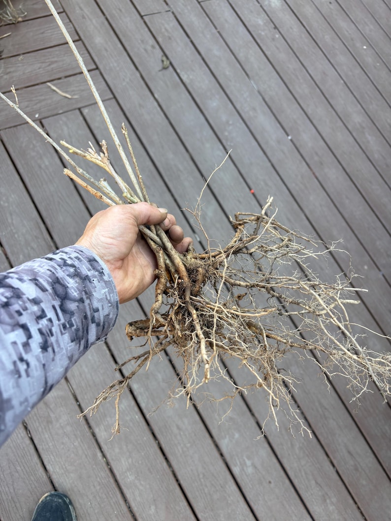 Buy One Get One FREE ! ! !everbearing Raspberry SALE ! Jumbo Amity ...