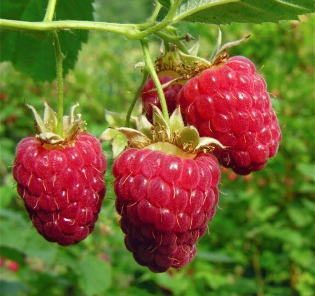Raspberry SALE ! Buy One Get One FREE ! ! ! Everbearing Jumbo Variety ...