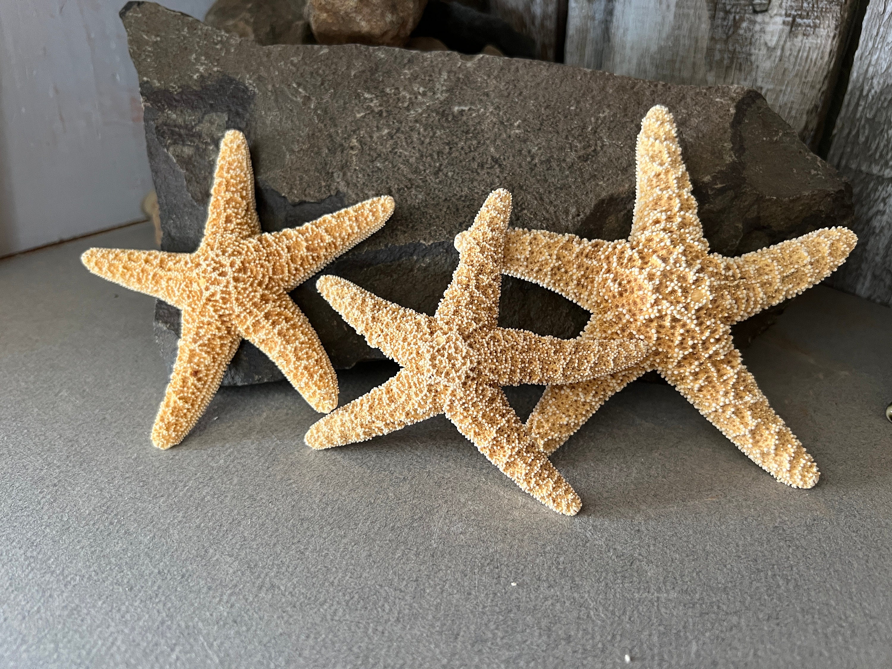 3 Starfish, Nautical Decor, Seaside Decor, Starfish Decor - Etsy