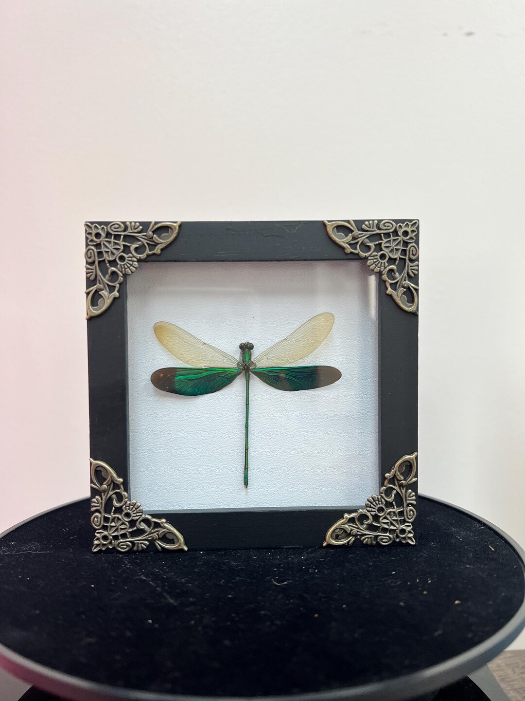 Antique Framed Dragonfly Display - Etsy