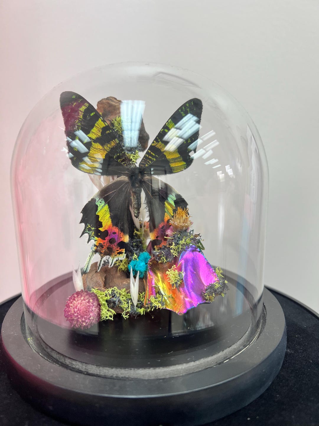 Sunset Moth in Dome Terrarium - Etsy