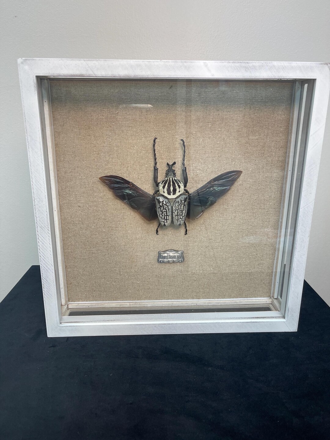 Framed Goliath Beetle Display -LOCAL PICKUP ONLY - Etsy