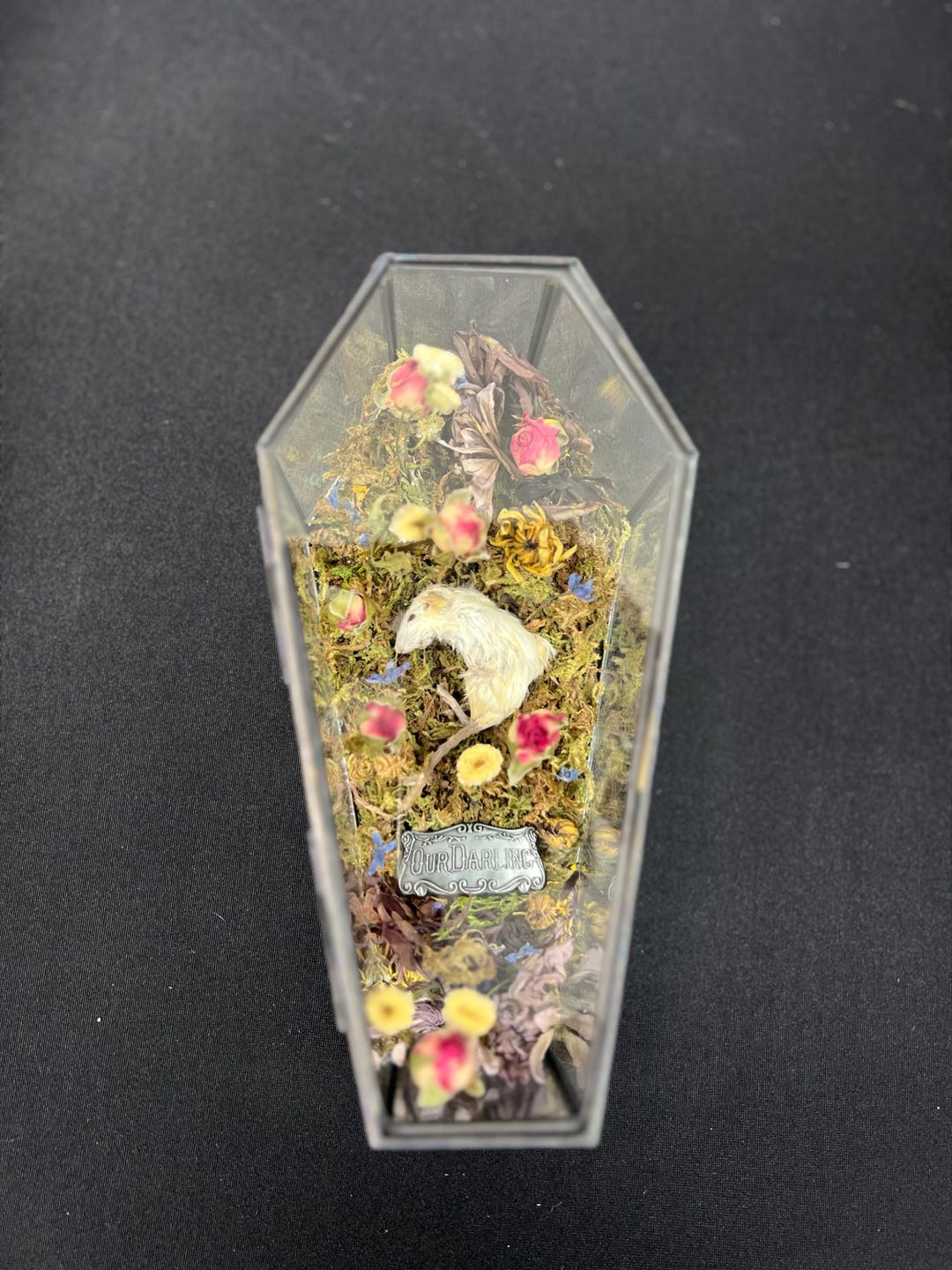 My Darling Mummified Mouse in Glass Coffin - Etsy