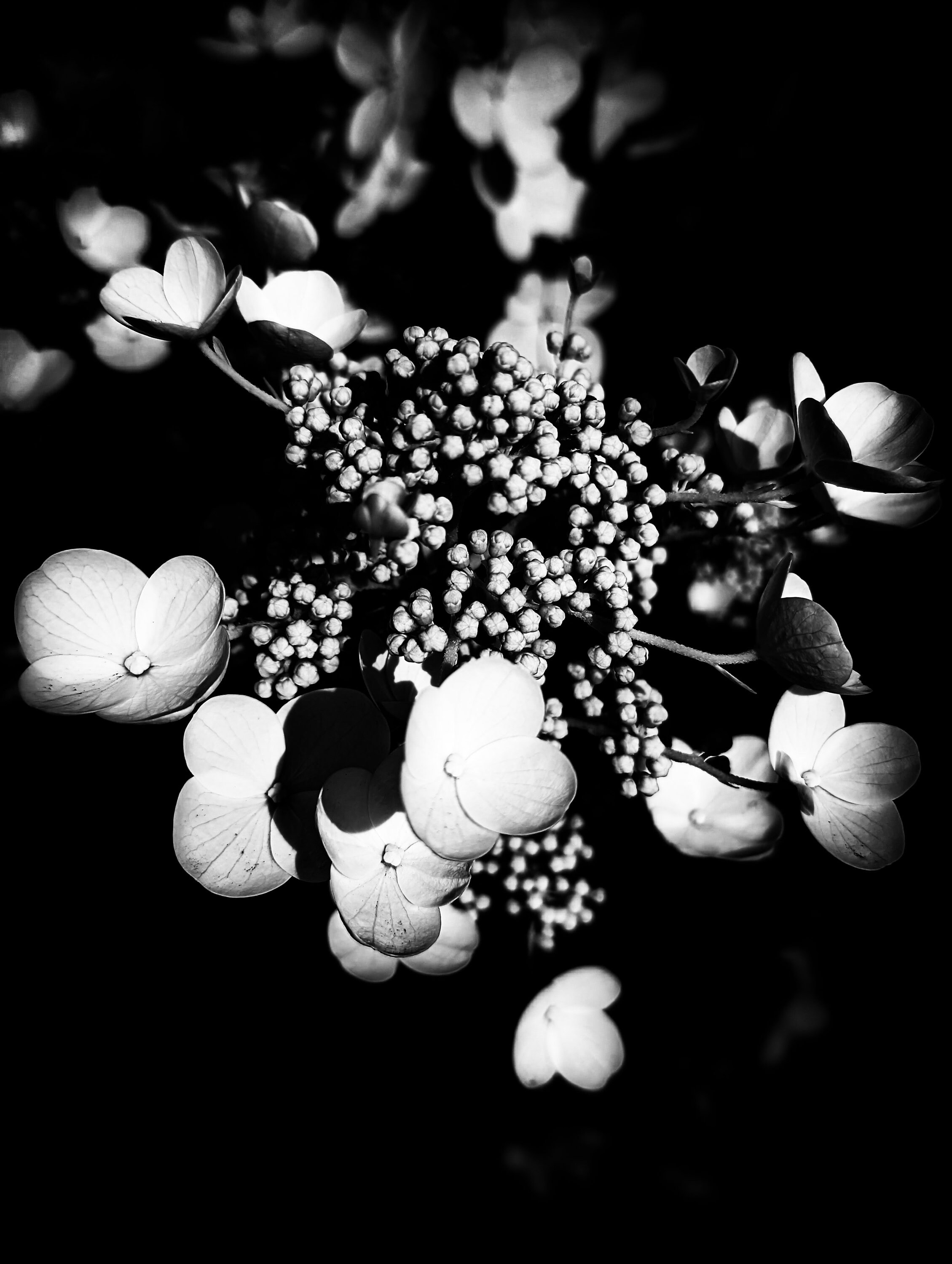 Black and White Hydrangea - Etsy