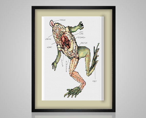 Frog Dissection - Pdf Cross Stitch Pattern - School Science Experiment ...