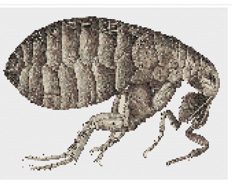 Cross Stitch Pattern Flea Pdf Counted Crossstich Scientific Insect ...