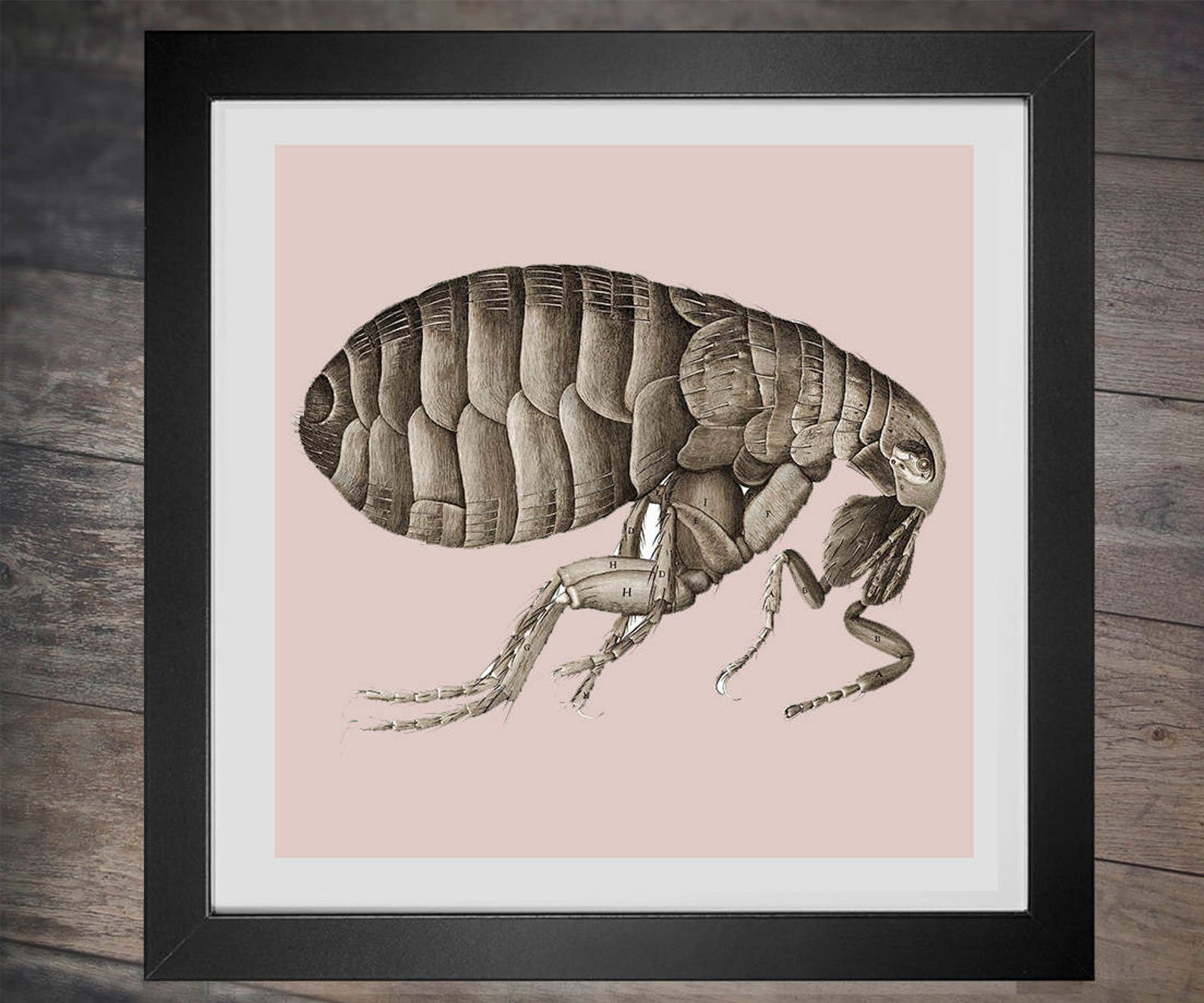 Cross Stitch Pattern Flea Pdf Counted Crossstich Scientific Insect ...
