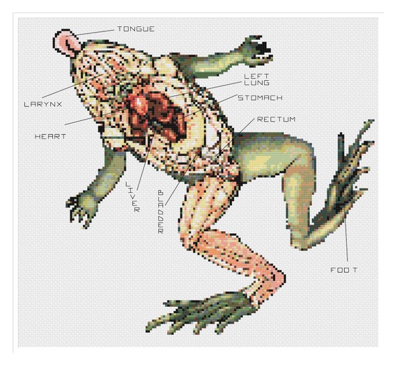 Dissect Frog