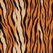Tiger Skin Set of 10+ |seamless Patterns |instant Download | Printable ...