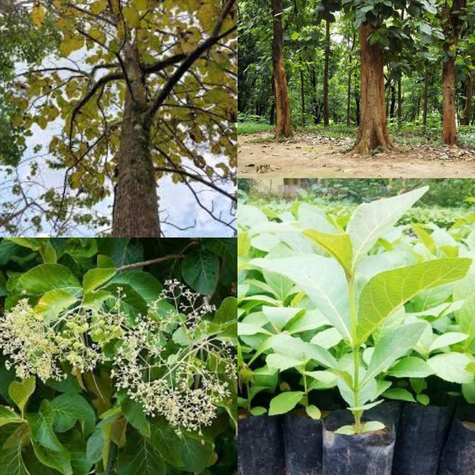Tectona Grandis TEAK TREE Seeds for Grow Golden Asia - Etsy