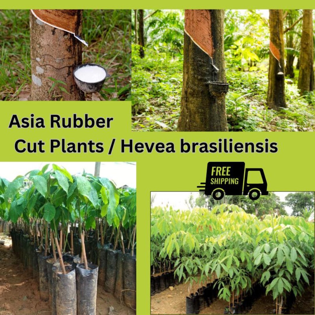 Rubber Trees Live Cut Plants Hevea Brasiliensis Ceylon Natural Latex ...