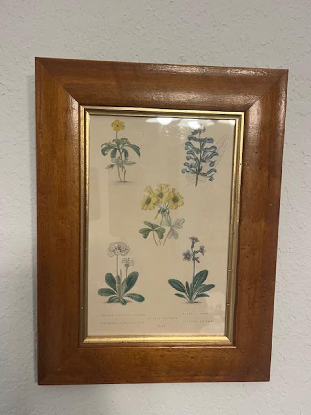 Anne Pratt 5 Botanicals in One Print - Etsy