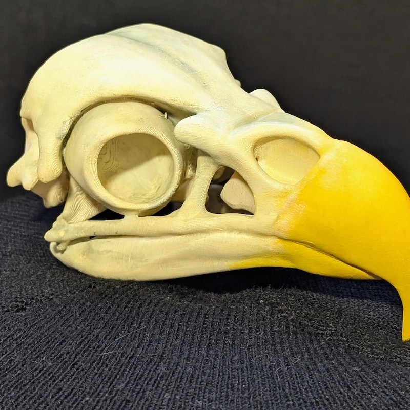 1:1 Skull Replica - Etsy