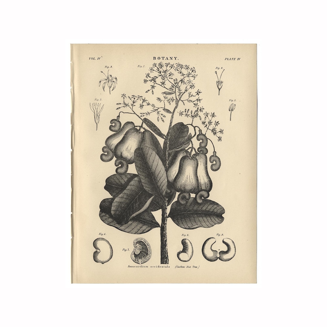 Anacardium Occidentale - Cashew Tree: Botanical Print From the 1890 ...