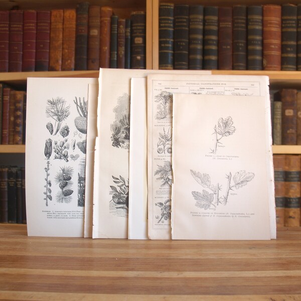 Antique Print - Etsy