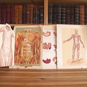 Collection of Nine Original Medical and Anatomy Prints From Various ...