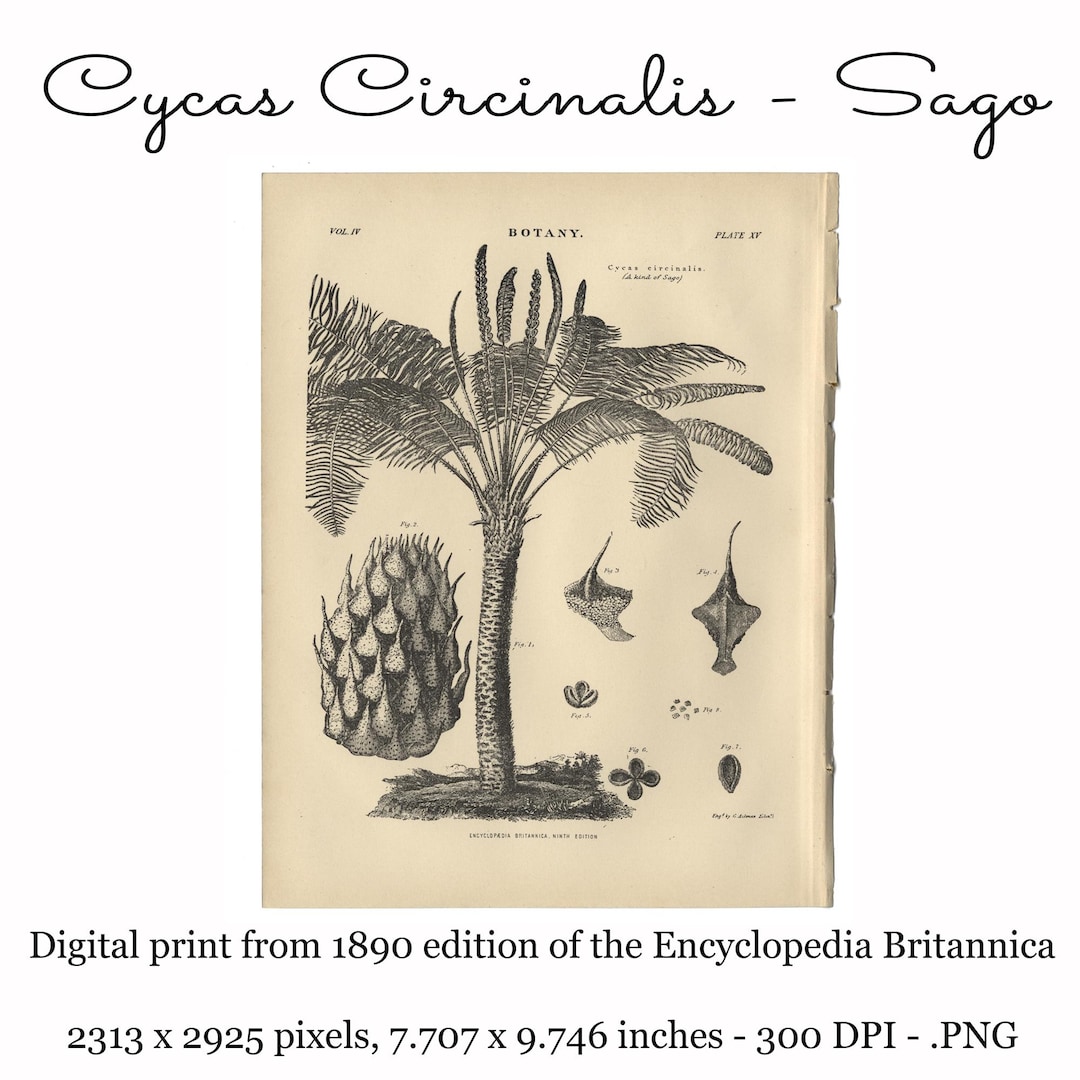 Cycas Circinalis - Sago: Botanical Print From the 1890 Encyclopedia ...