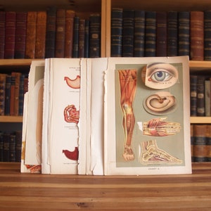 Collection of Nine Original Medical and Anatomy Prints From Various ...