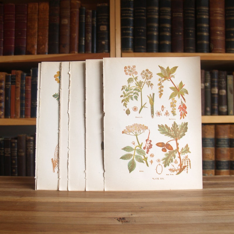 Antique Print - Etsy