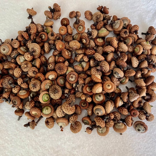 Miniature Acorns - Etsy