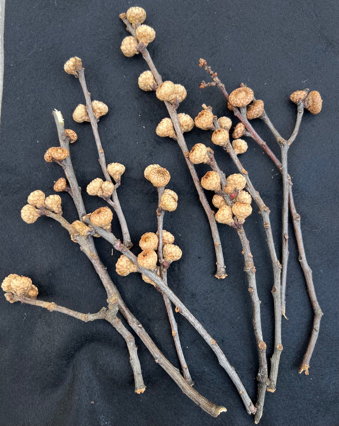 10 Stems With Real Acorns Buds, Mini Acorns Attached, Vase Filler ...