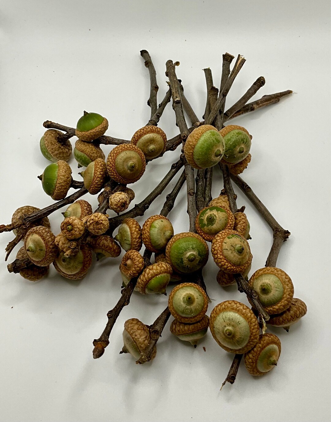 Lot of 10 Stems With Real Acorns Attached, Vase Filler, Craft Supplies ...