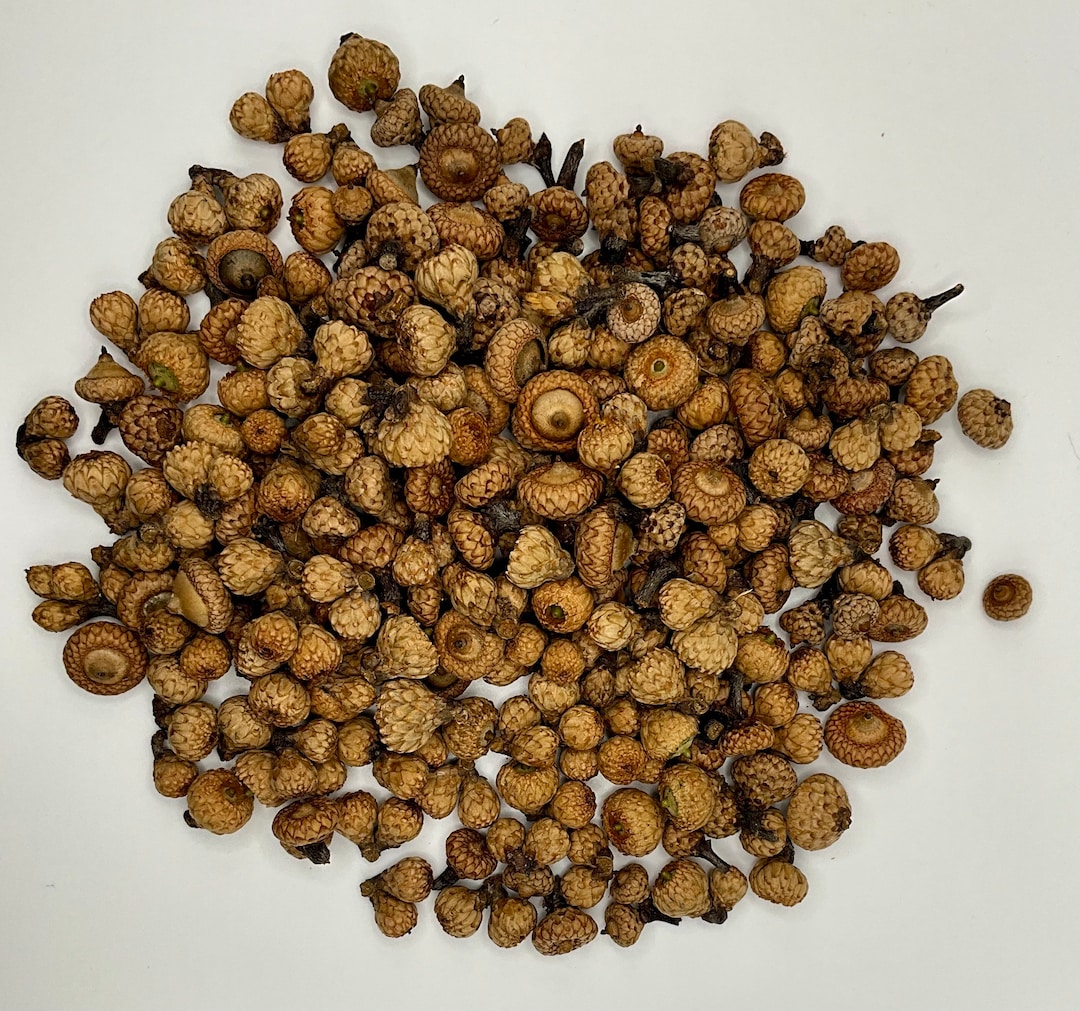 Tiny and Miniature Real Acorns, 100+, Natural Acorns, DIY Crafts and ...