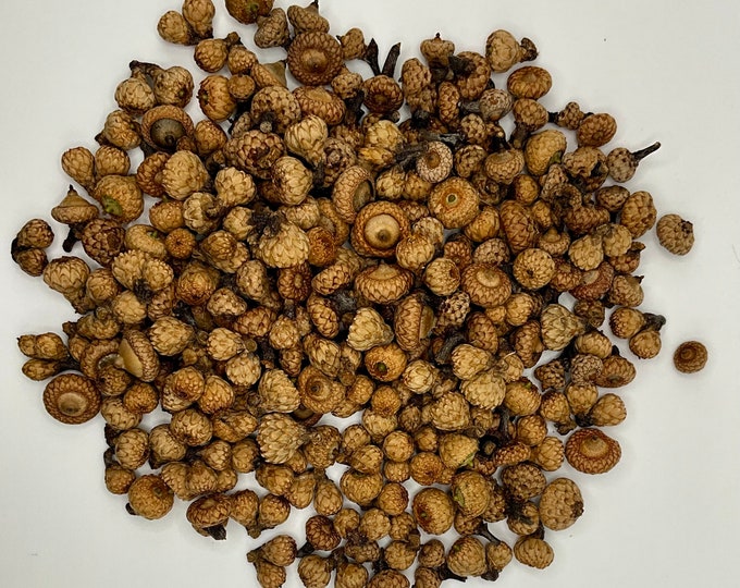 Tiny and Miniature Real Acorns, 100+, Natural Acorns, DIY Crafts and ...