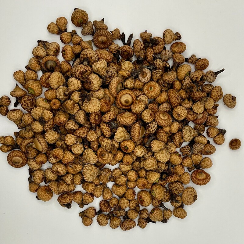 Miniature Acorns - Etsy